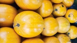 31 Watermelon Varieties You Can Grow This Season
