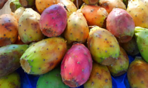 Prickly Pear Plants: How To Grow These Spiny Foods - Epic Gardening