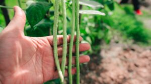 Cowpeas: How To Grow and Care for Black-Eyed Pea Plants