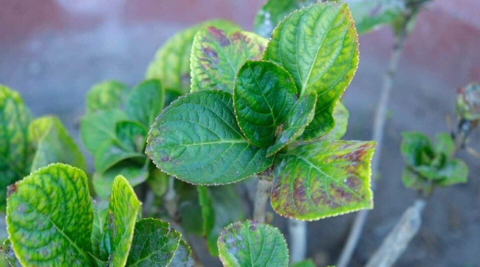 How to Plant, Grow and Care For 'Incrediball' Hydrangea