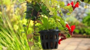How to Plant, Grow and Care For Lipstick Plants