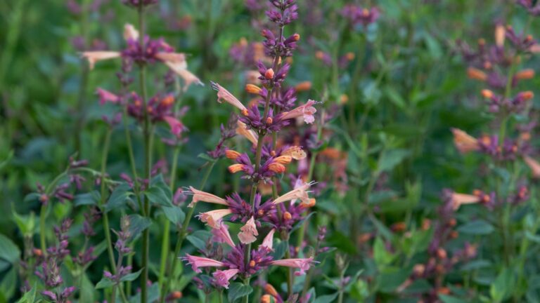 How to Plant, Grow, And Care for Agastache Aurantiaca