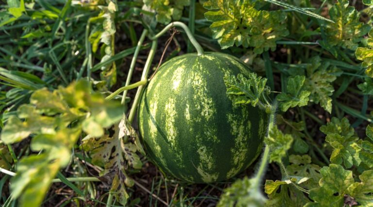 31 Best Watermelon Varieties You Should Grow This Season