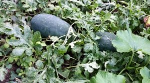 31 Watermelon Varieties You Can Grow This Season