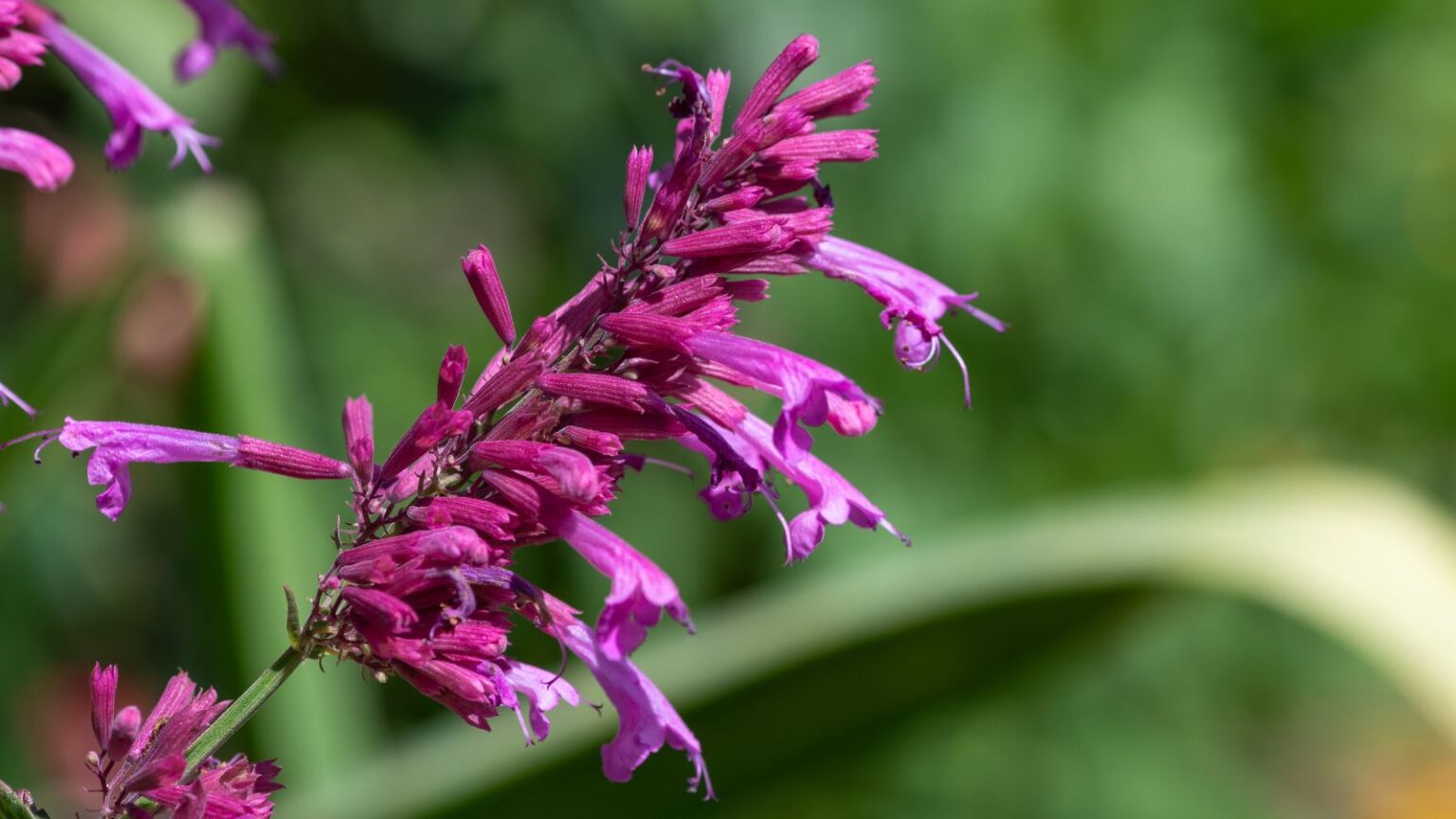 How to Plant, Grow, And Care for Agastache Aurantiaca