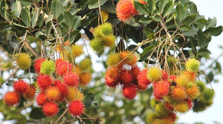 How to Plant, Grow and Care For Rambutan Trees