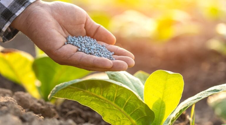 Phosphorus In Soil: How Does It Work?