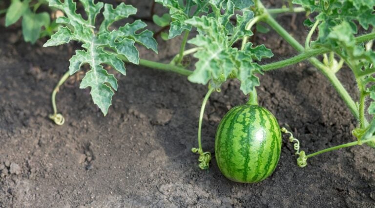 31 Best Watermelon Varieties You Should Grow This Season