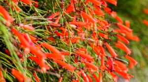 How To Grow and Care For Pineleaf Penstemon