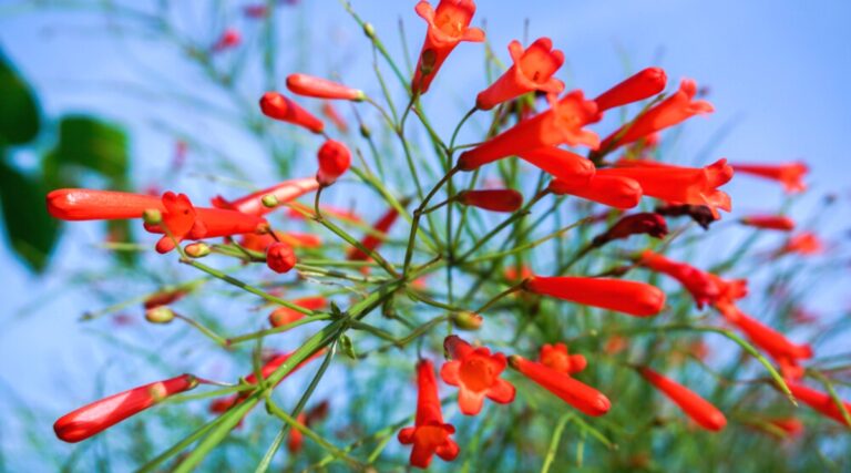 How To Grow and Care For Pineleaf Penstemon