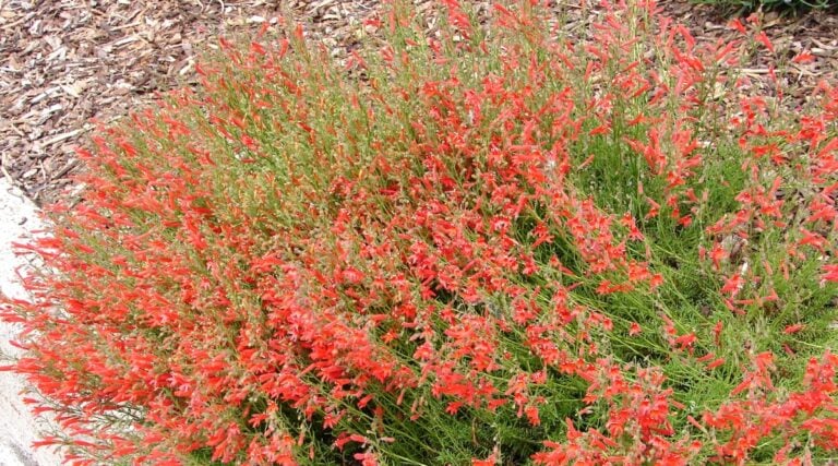 How To Grow and Care For Pineleaf Penstemon