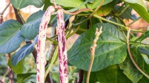 How to Plant, Grow and Care For Pinto Bean Plants