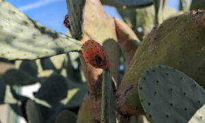 Prickly Pear Plants: How To Grow These Spiny Foods - Epic Gardening