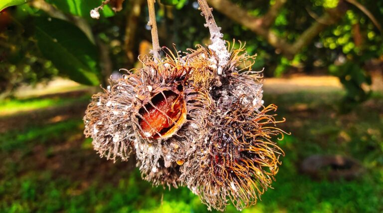 How to Plant, Grow and Care For Rambutan Trees