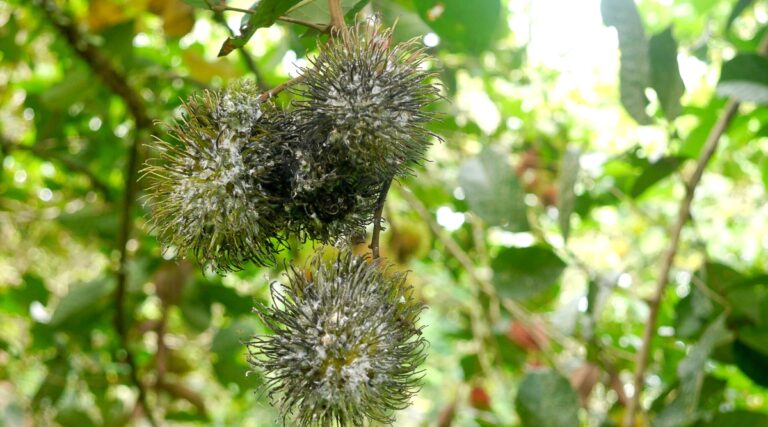 How to Plant, Grow and Care For Rambutan Trees