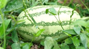 31 Watermelon Varieties You Can Grow This Season