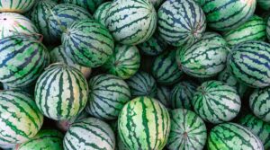 31 Watermelon Varieties You Can Grow This Season