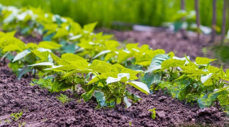 How to Plant, Grow and Care For Pinto Bean Plants