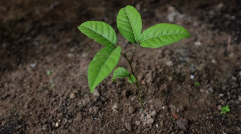 How to Plant, Grow and Care For Rambutan Trees