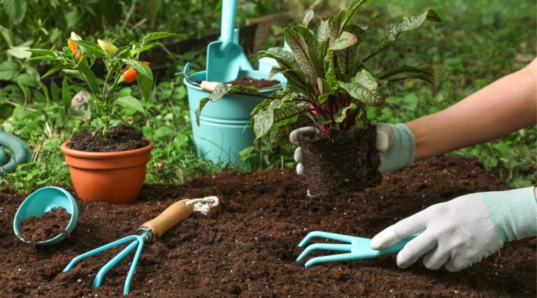 How to Plant, Grow and Care for Sorrel