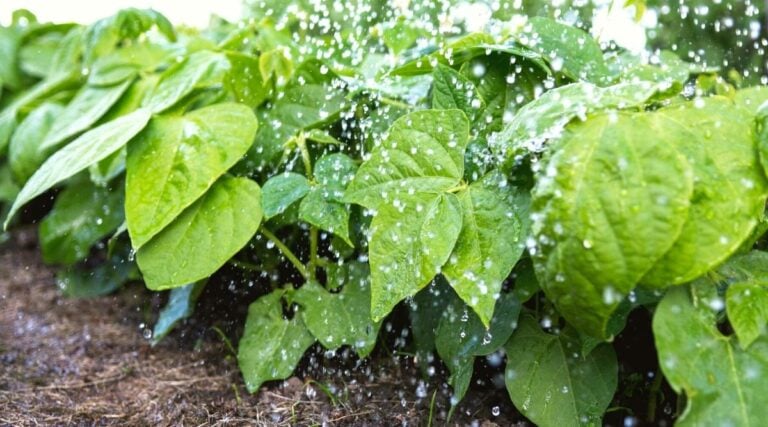 How to Plant, Grow and Care For Pinto Bean Plants