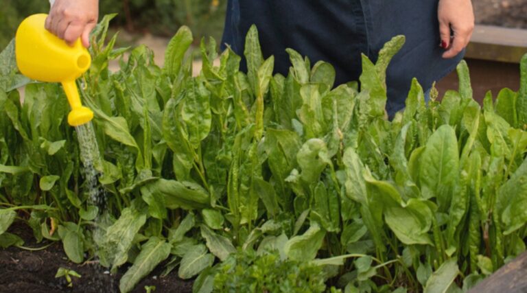 How to Plant, Grow and Care for Sorrel