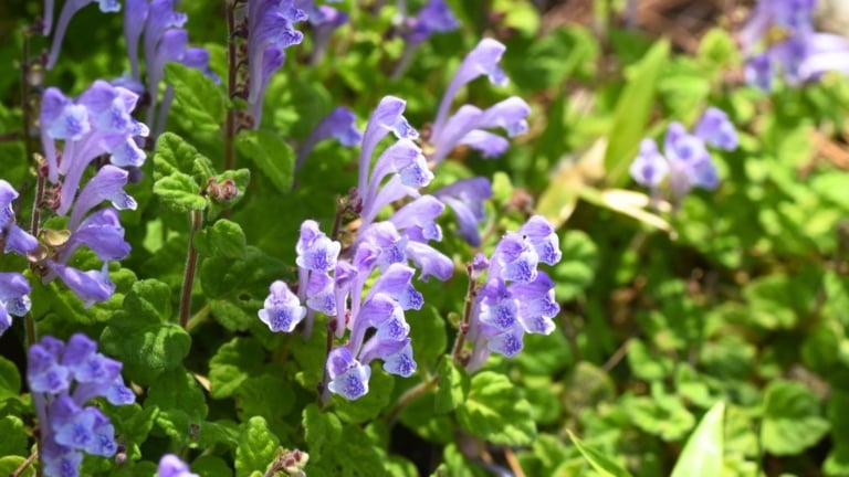 How to Plant, Grow, and Care for Skullcap Plant