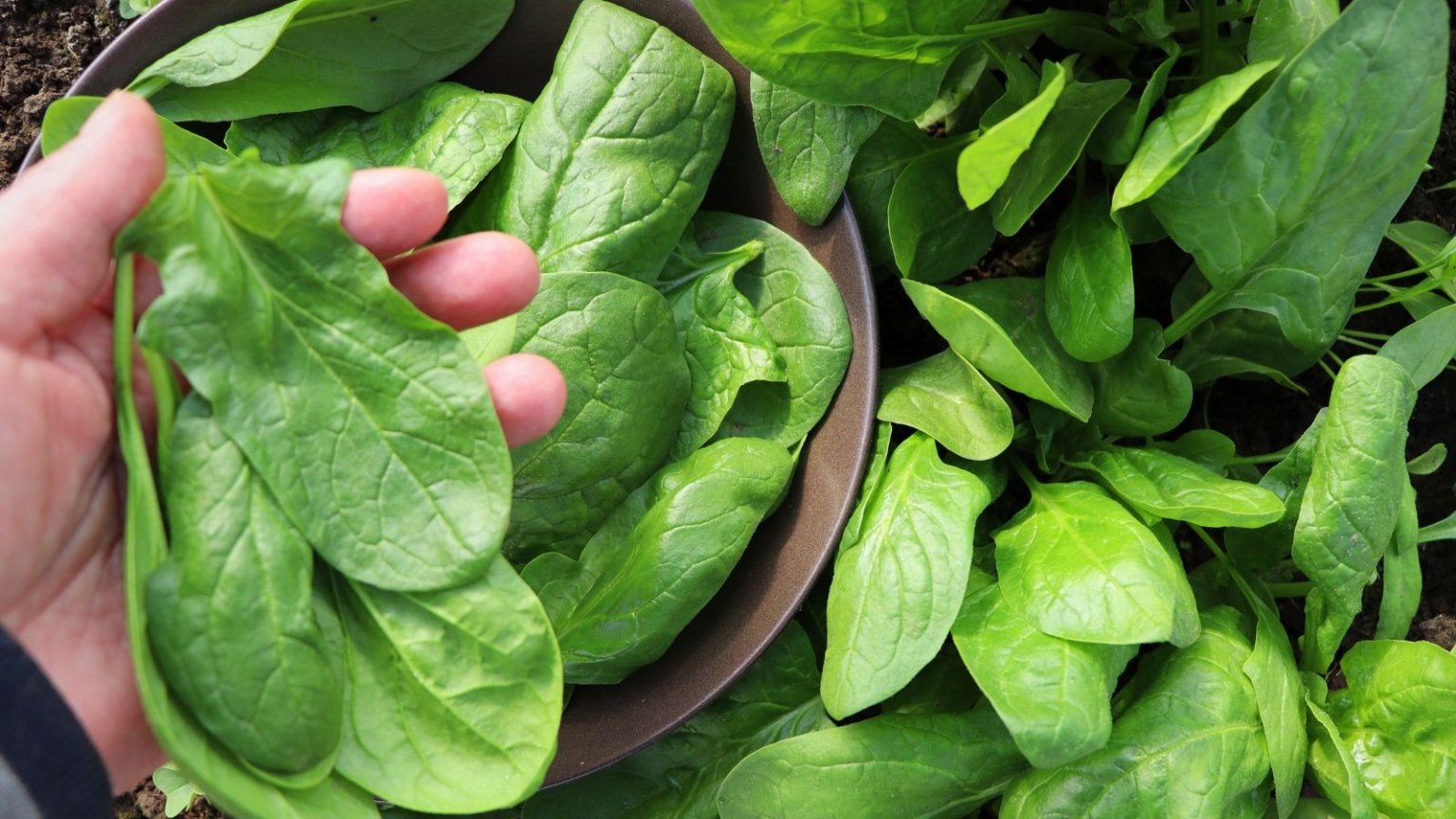 40 Types of Spinach For Your Garden
