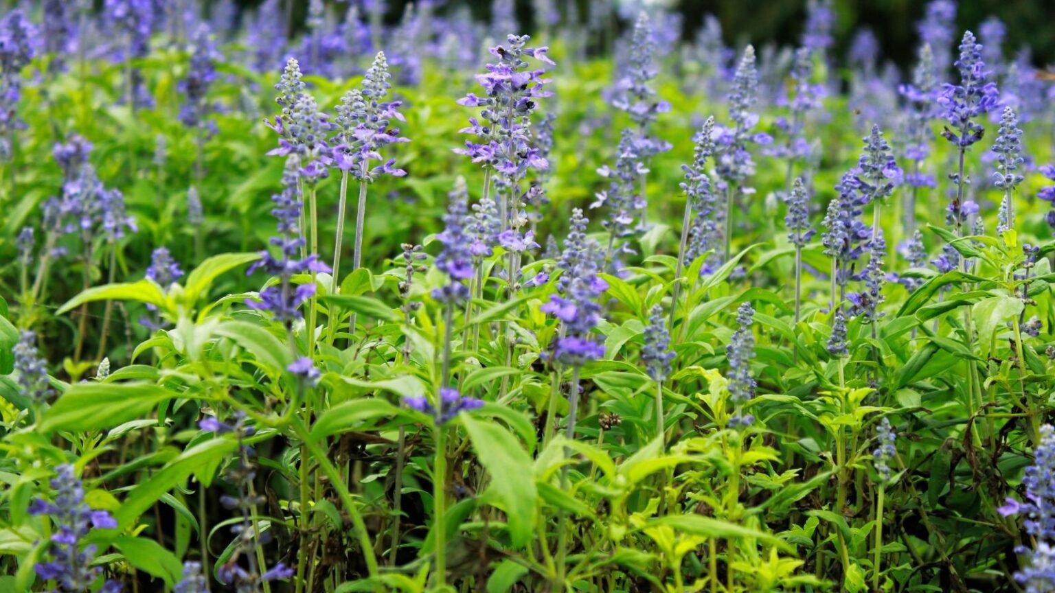 How to Plant, Grow, and Care for Skullcap Plant