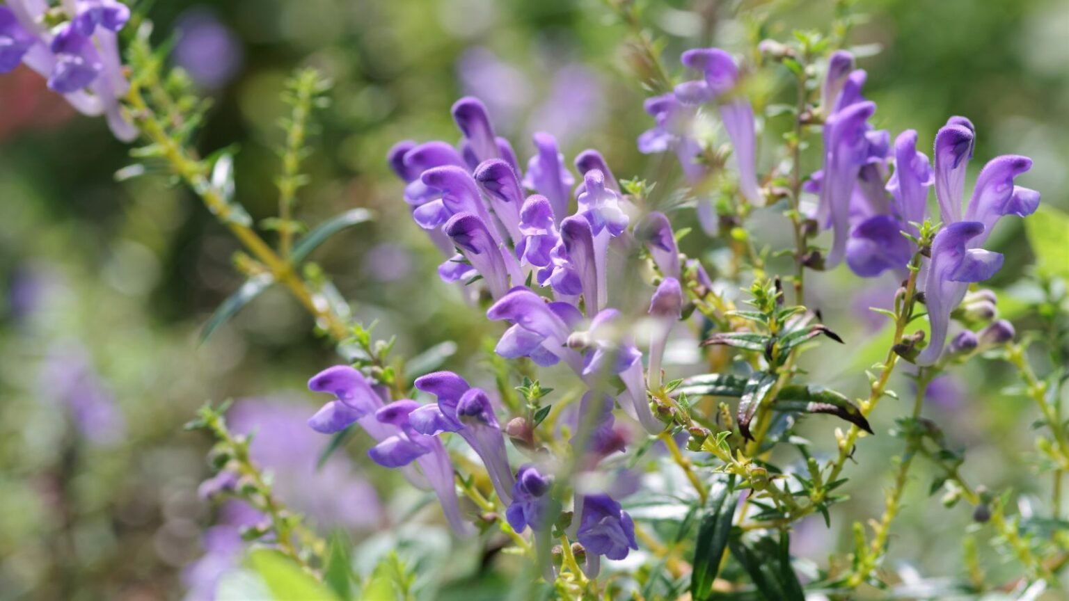 How to Plant, Grow, and Care for Skullcap Plant