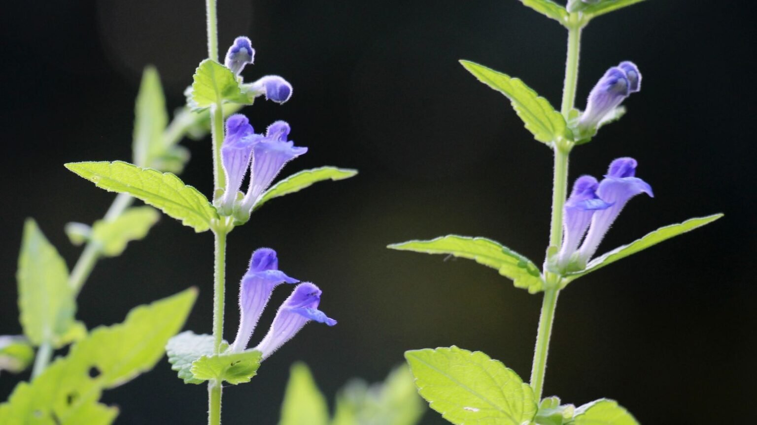 How to Plant, Grow, and Care for Skullcap Plant