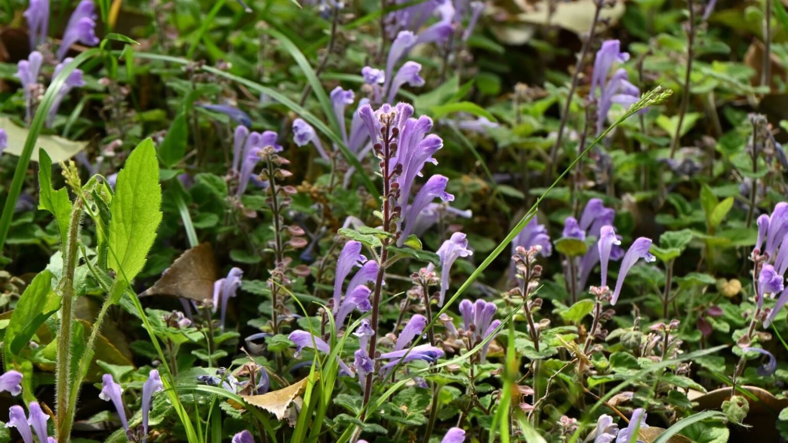 How to Plant, Grow, and Care for Skullcap Plant