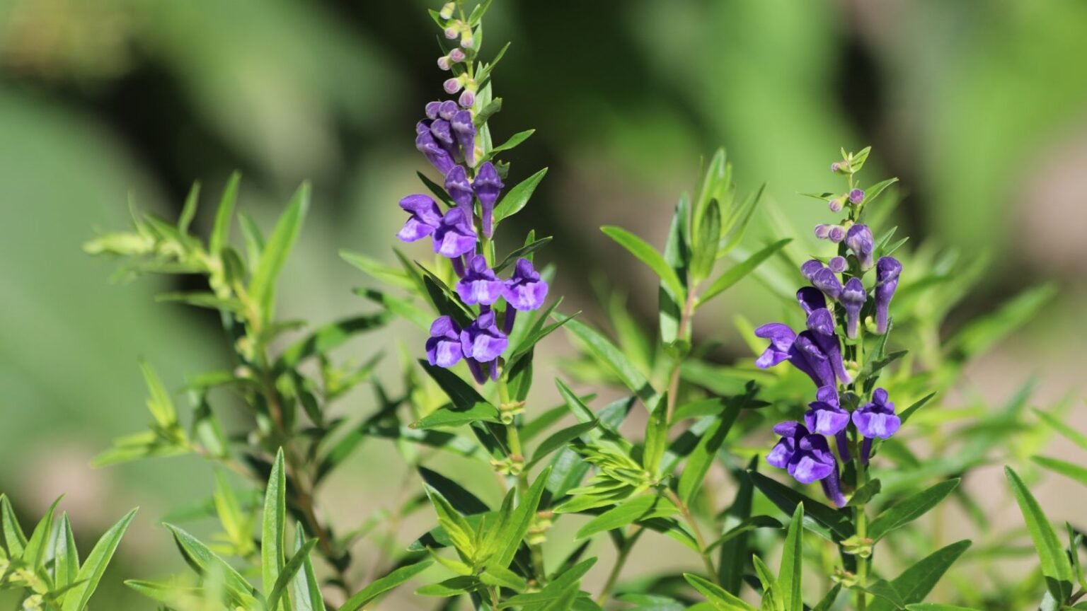 How to Plant, Grow, and Care for Skullcap Plant