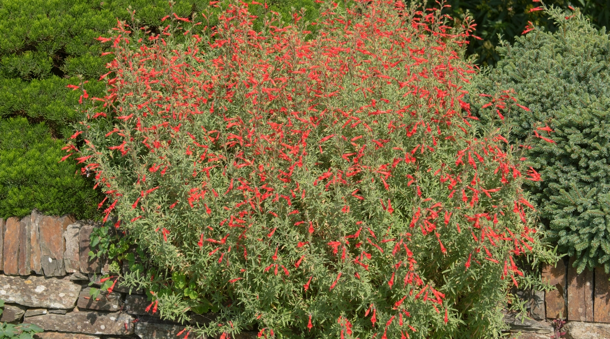 Hummingbird Bush How To Grow Flame Acanthus Hummingbird Bush How To Grow Flame Acanthus