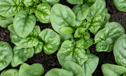 40 Different Types of Spinach For Your Garden - Epic Gardening