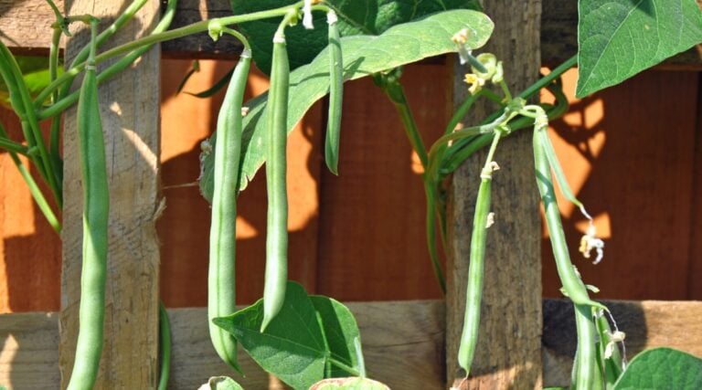 44 Types Of Beans: Top Varieties To Grow At Home