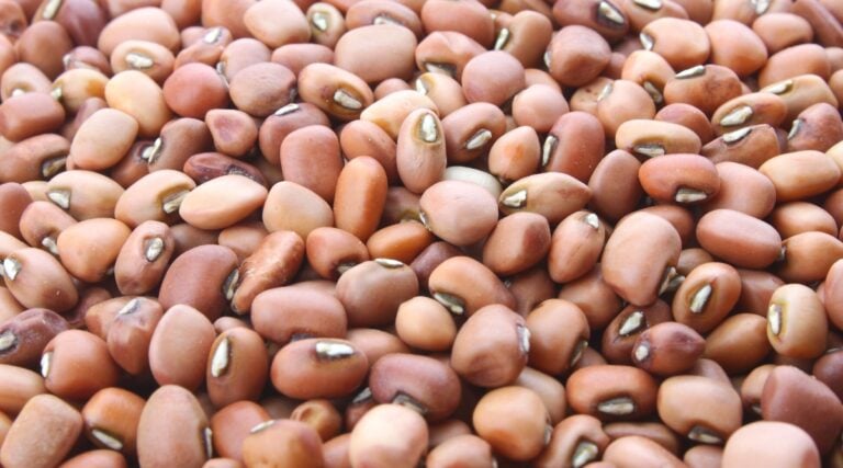 44 Types Of Beans: Top Varieties To Grow At Home