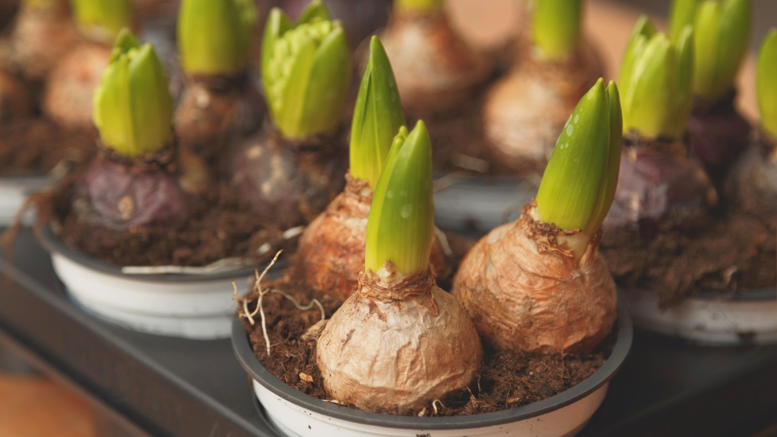 11 Tips For Growing Allium in Pots or Containers