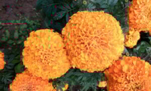 30 Types Of Marigolds You Should Be Growing - Epic Gardening