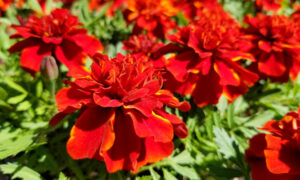 30 Types Of Marigolds You Should Be Growing - Epic Gardening