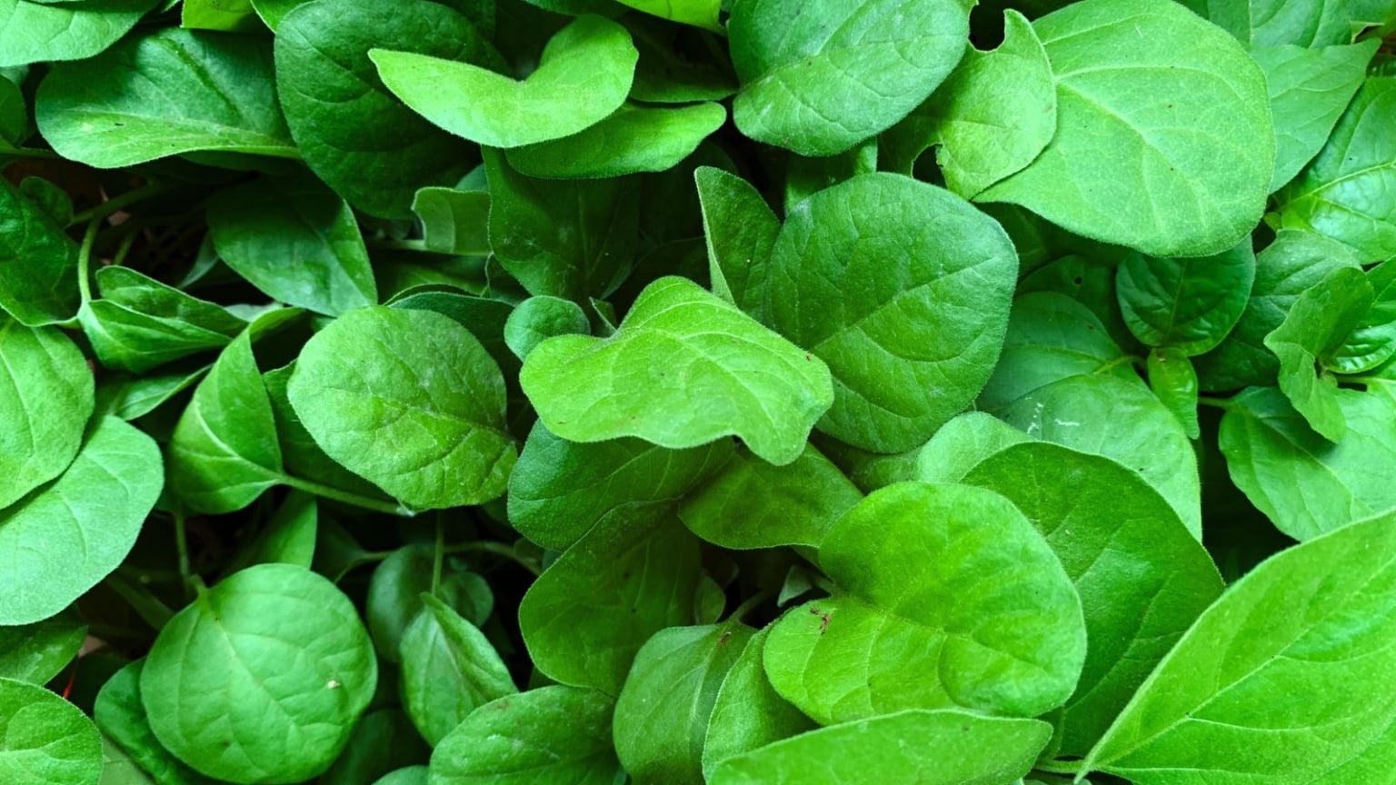 40 Types of Spinach For Your Garden