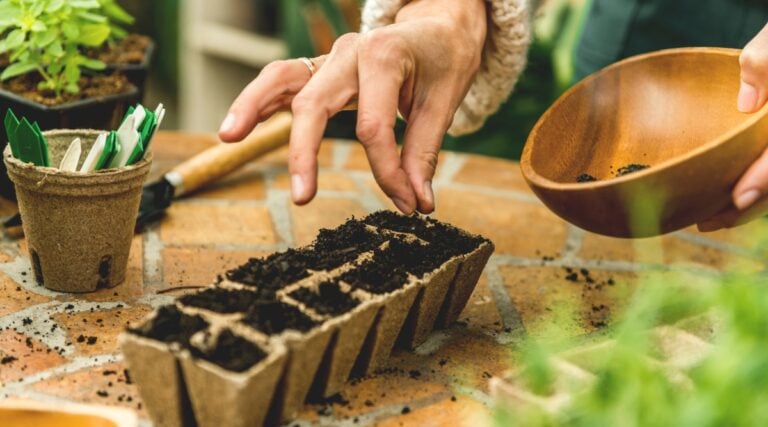 5 Seed Starting Mistakes to Avoid for a Thriving Spring Garden