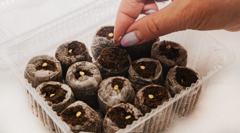 5 Seed Starting Mistakes to Avoid for a Thriving Spring Garden