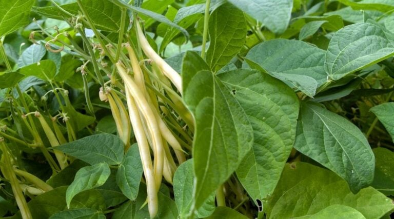 44 Types Of Beans: Top Varieties To Grow At Home