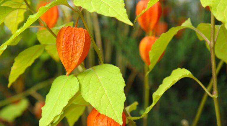Ground Cherry Plant: How To Grow Cape Gooseberries