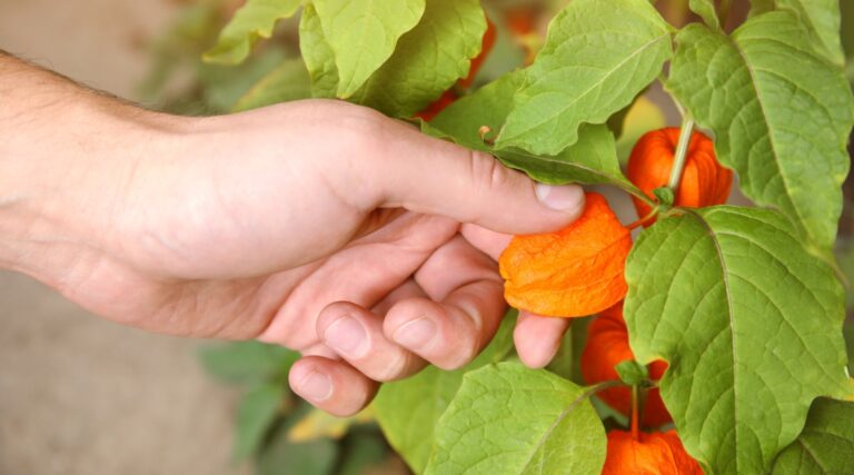 Ground Cherry Plant: How To Grow Cape Gooseberries