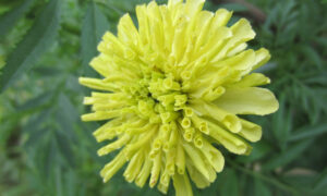 30 Types Of Marigolds You Should Be Growing - Epic Gardening