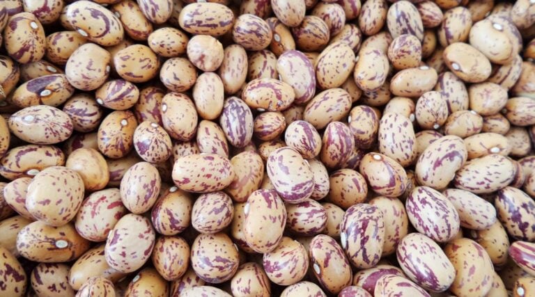 44 Types Of Beans: Top Varieties To Grow At Home