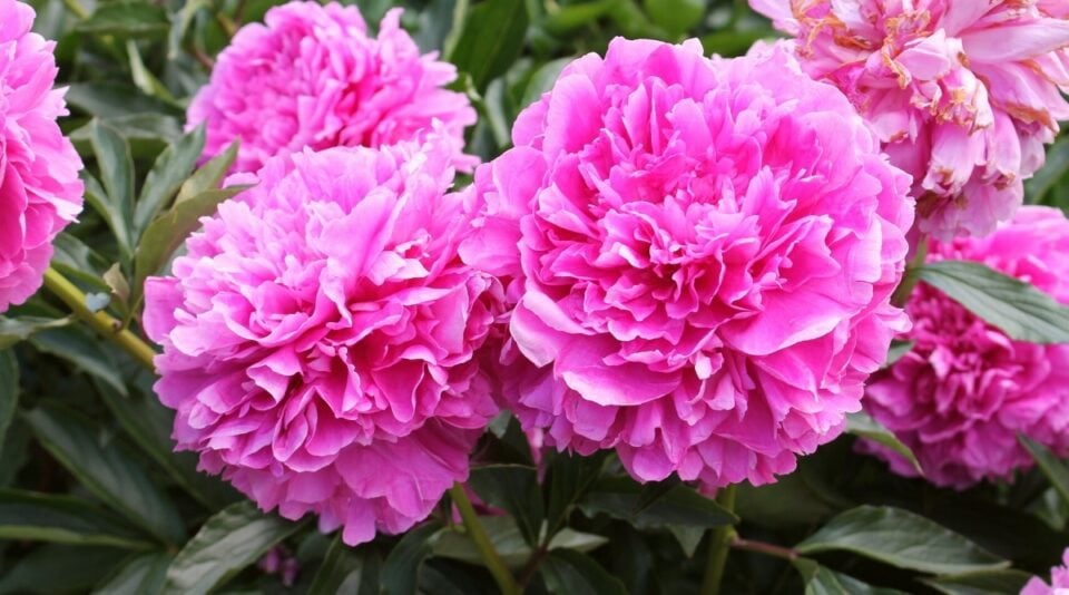 21 Plants with Massive Blooming Flowers