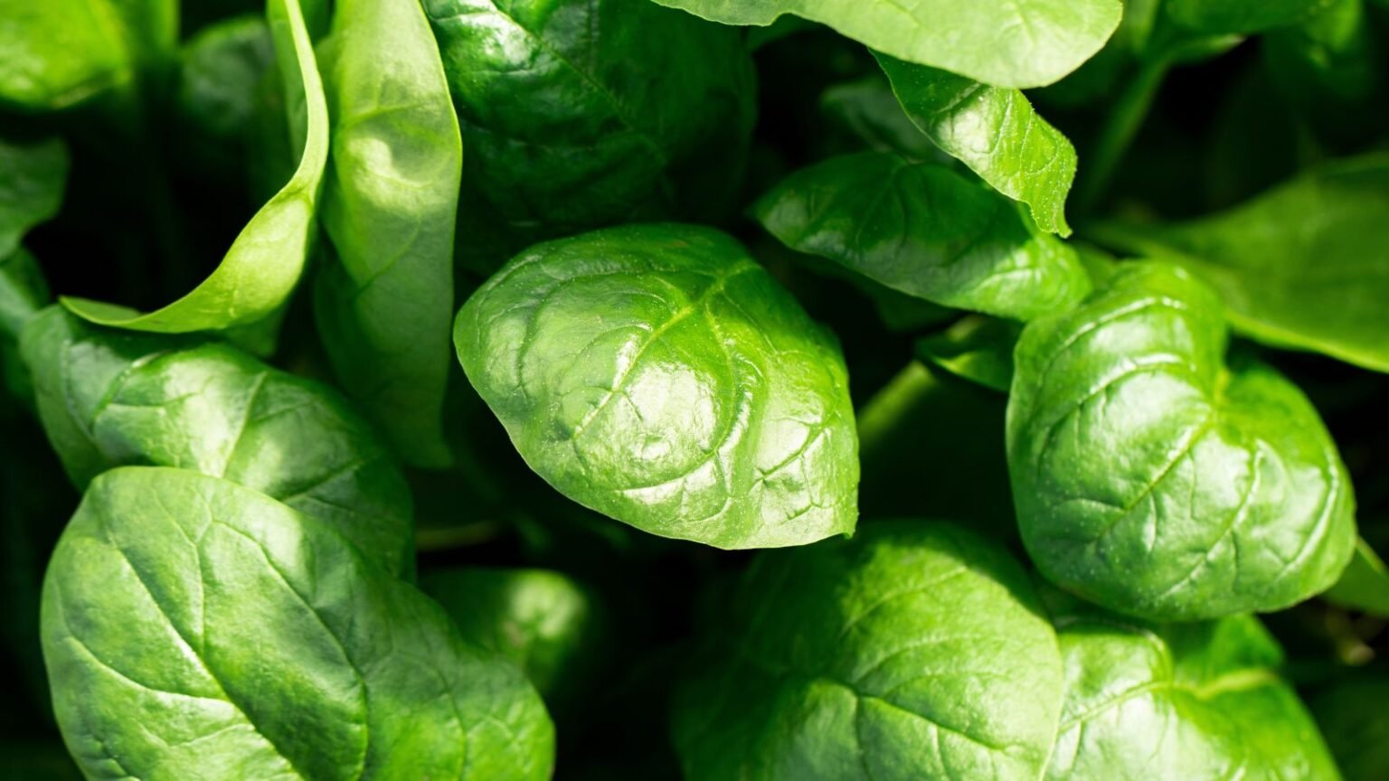 40 Types of Spinach For Your Garden